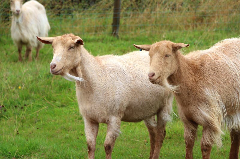 Goats stock image. Image of food, field, flowers, enclosure - 43545083