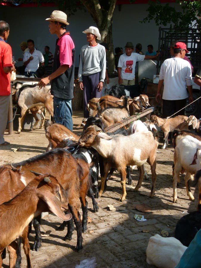 Goats editorial stock image. Image of market, goatherd - 65909599