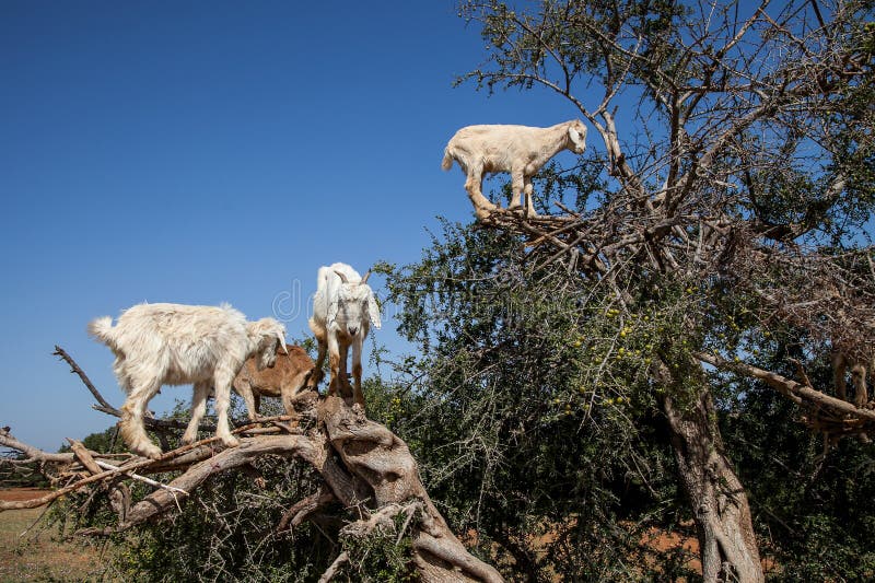 Goats on the Trees. Flying Goats Stock Image - Image of north, animals ...
