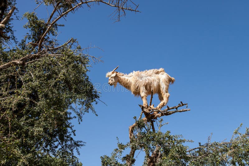 Flying Goats Stock Photos - Free & Royalty-Free Stock Photos from ...