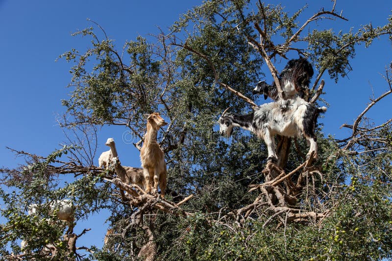 Goats on the Trees. Flying Goats Stock Photo - Image of goatstuffed ...