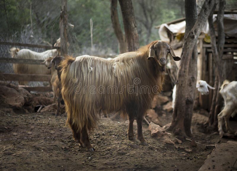 Goats. Turkey stock image. Image of mixed, moor, flock - 62557031
