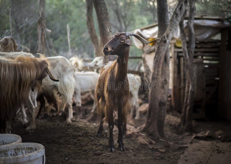 Goats. Turkey stock photo. Image of rare, hardy, sheep - 62558634