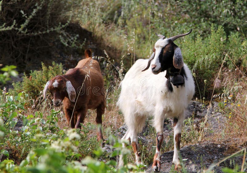 Goats in turkish village stock photo. Image of ears, hairy - 78162334