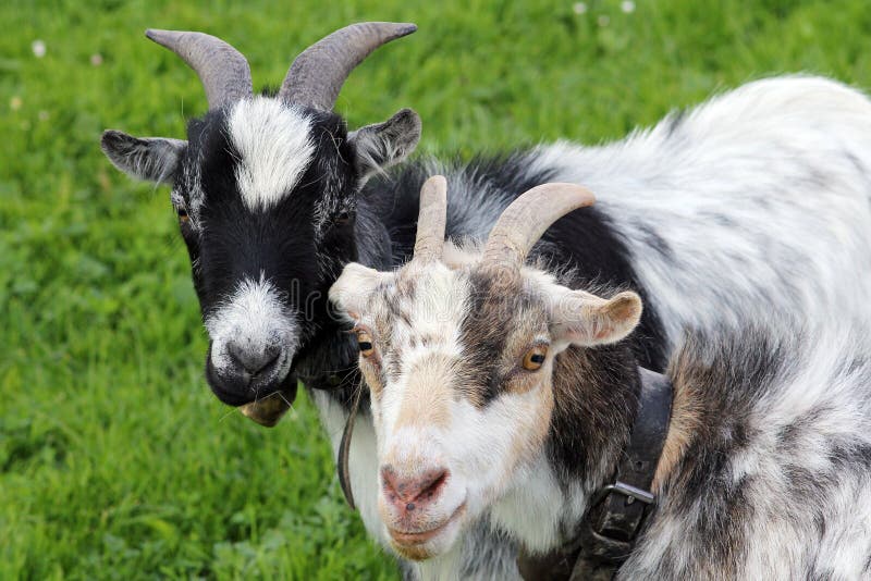 Two Goats stock photo. Image of goats, friends, black - 8608674