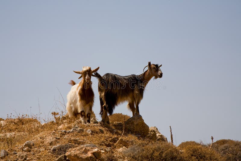 Goats stock photo. Image of mammal, horn, brown, greek - 34118406