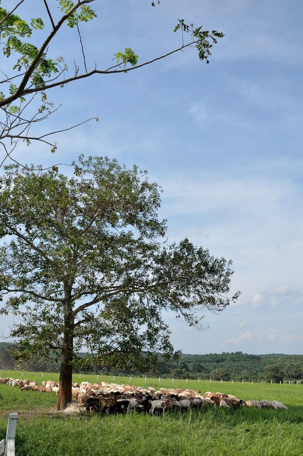 Goats under tree stock photo. Image of grass, meadow - 23114142