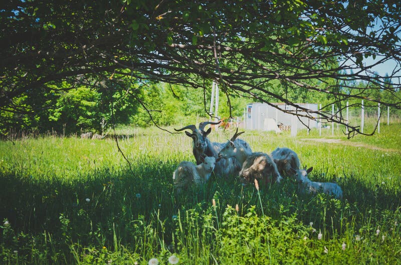 Goats under a tree. stock photo. Image of environment - 118609438