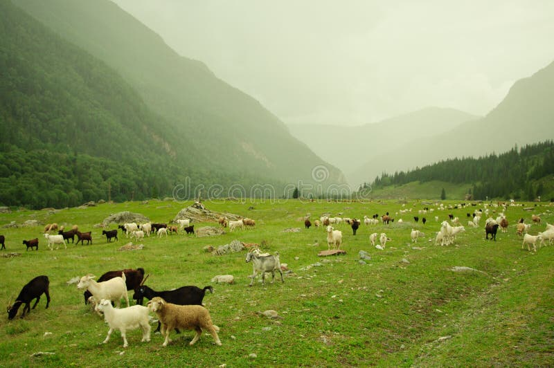 Goats stock photo. Image of beautiful, nature, altai - 95280692