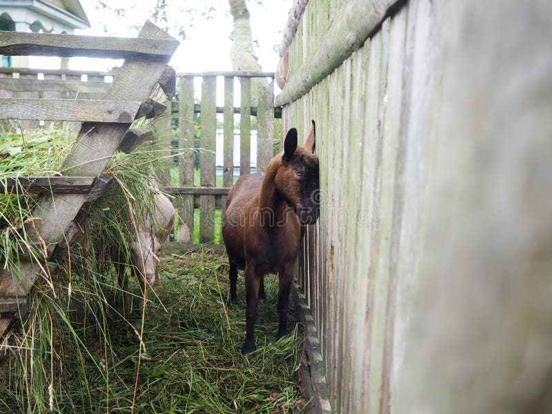 Goats walk on farm stock image. Image of breeding, grazing - 202206751