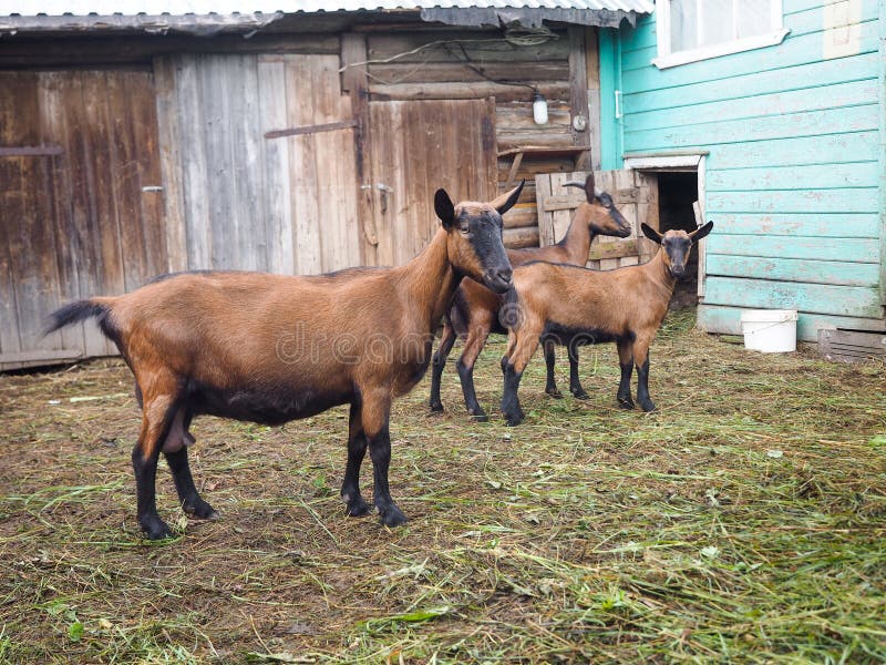 Goats walk on farm stock photo. Image of country, alpine - 202207080