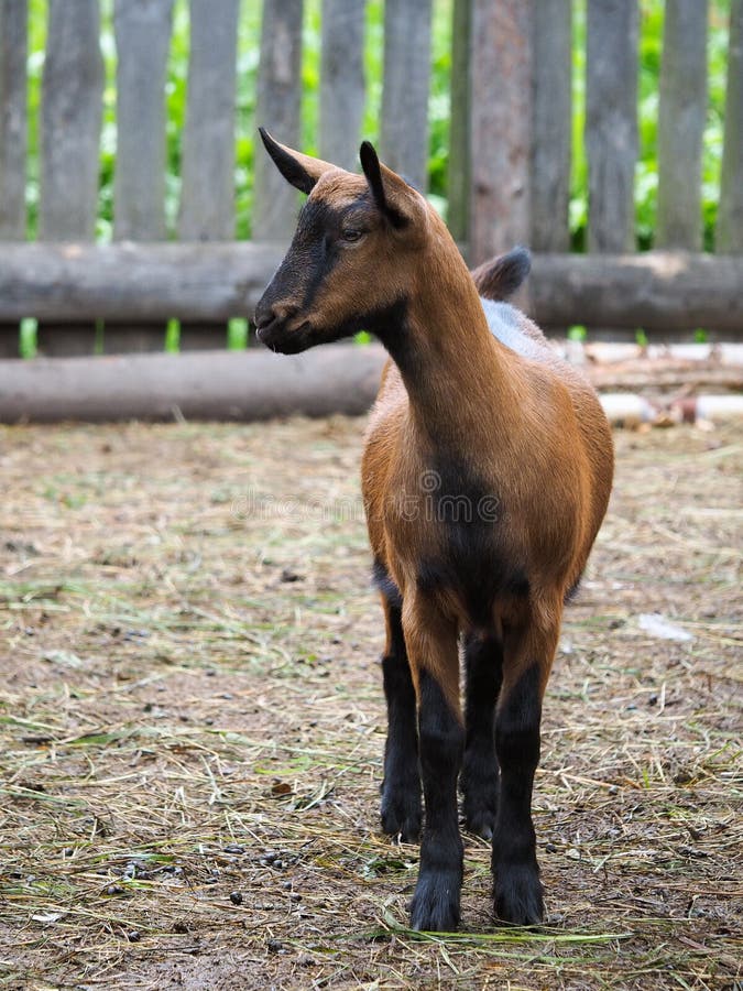 Goats walk on farm stock image. Image of agriculture - 202207573