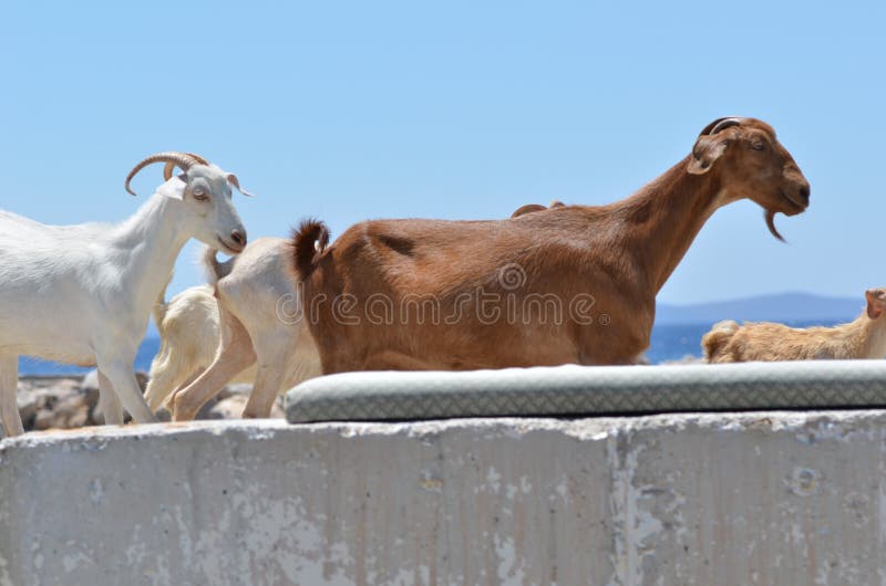 A goat stock photo. Image of domestic, horn, food, buff - 95904246