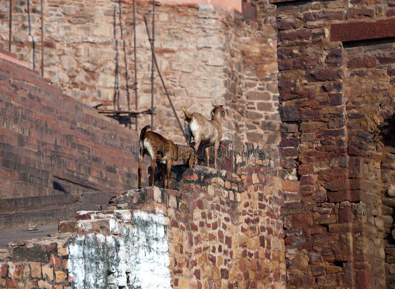 Goats on a Wall of the Destroyed Ancient Temple. India Stock Image ...