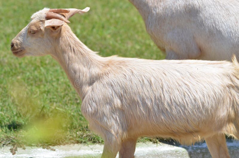 A goat stock photo. Image of domestic, horn, food, buff - 95904246