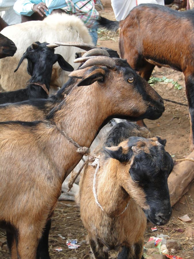 Goats at the weekly market stock photo. Image of animal - 13858308