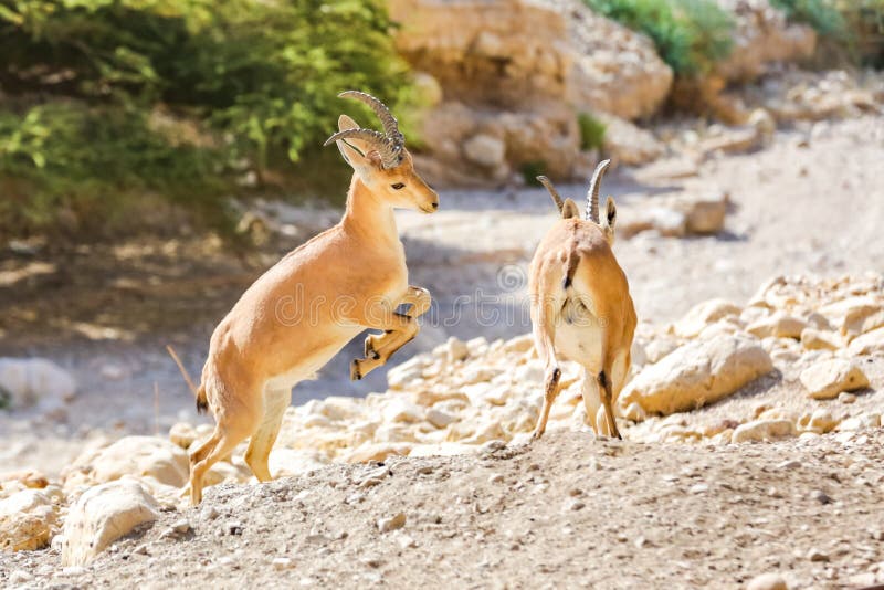 Goats in the wild jumping stock image. Image of small - 170824575