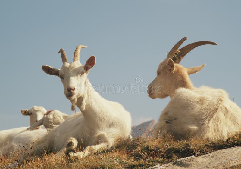Goats stock image. Image of agriculture, economy, alpaca - 64836447