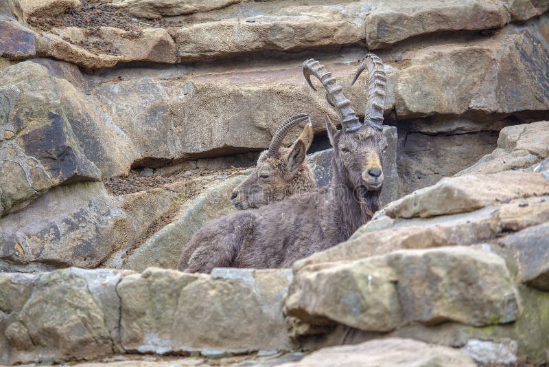 Goats in the wild stock image. Image of rock, capra - 142483035