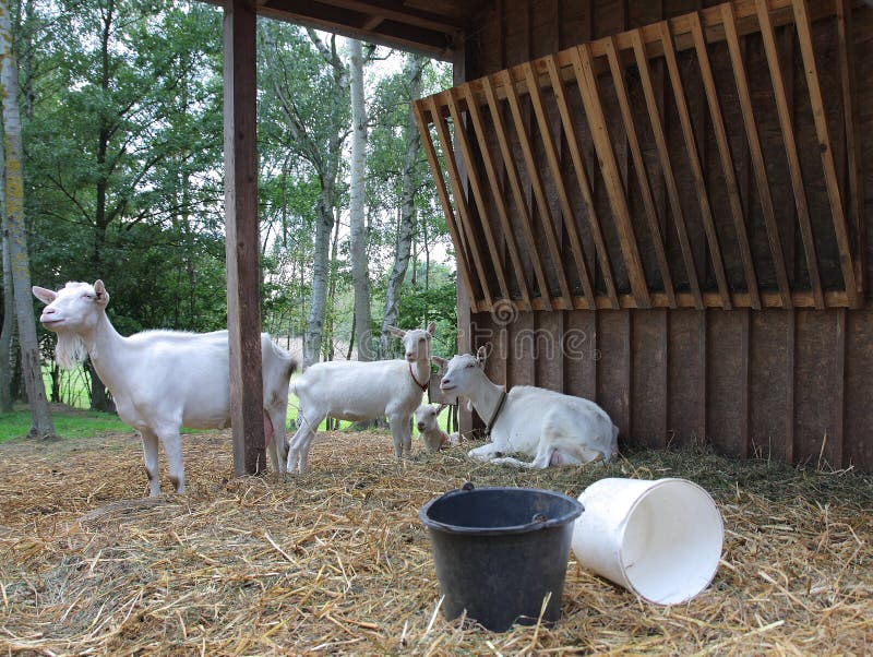 Goats in wooden stockyard stock photo. Image of animal - 49201872