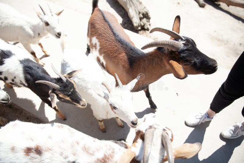 A Goats in the Zoo in Nature in the Park Animals Stock Image - Image of ...