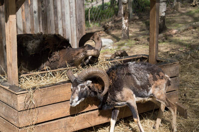 Goats in the Zoo Near the Barn Stock Photo - Image of front, background ...