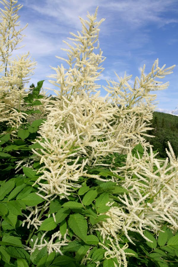Goatsbeard stock image. Image of spring, plant, white - 15207935