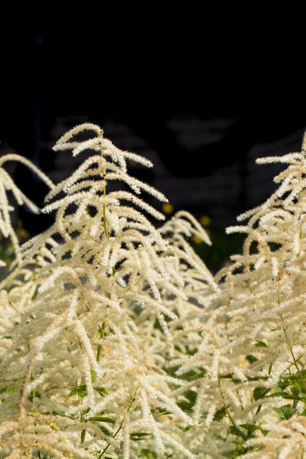 Goatsbeard, Aruncus Dioicus Stock Photo - Image of spring, dioicus ...