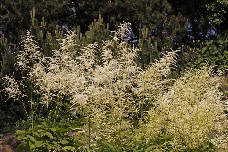 Goatsbeard stock image. Image of spring, plant, white - 15207935