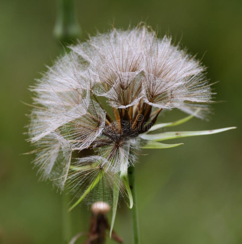 Goatsbeard Seed Head stock photo. Image of plants, delicate - 20021218