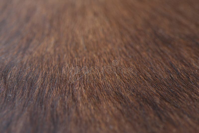 Tailor shop mannequin. stock photo. Image of neck, fashion - 46478802