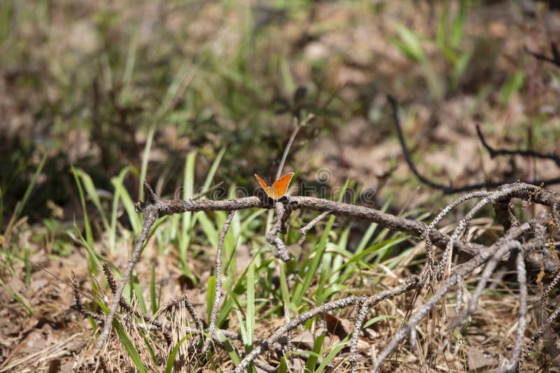 Goatweed Leafwing Butterfly Stock Image - Image of animal, leafwing ...