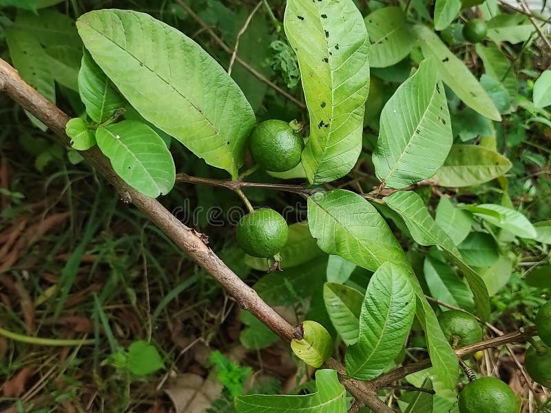 Goava with plant stock image. Image of green, leaf, plant - 282489141