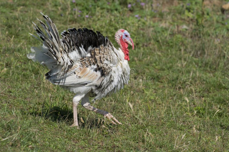 Gobbler stock photo. Image of speckled, beak, fauna, poultry - 16989556
