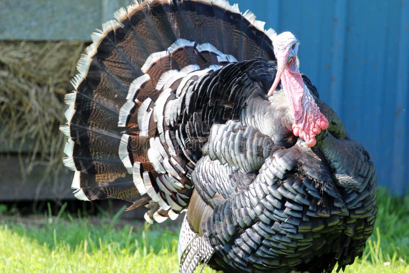 Gobbler stock photo. Image of field, fowl, wildlife, gobbler - 55875482