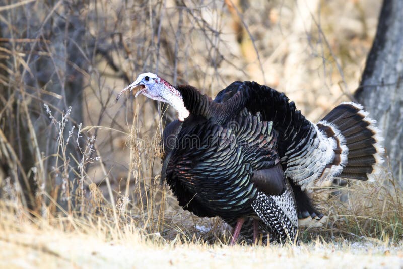 150 Gobbling Turkey Stock Photos - Free & Royalty-Free Stock Photos ...