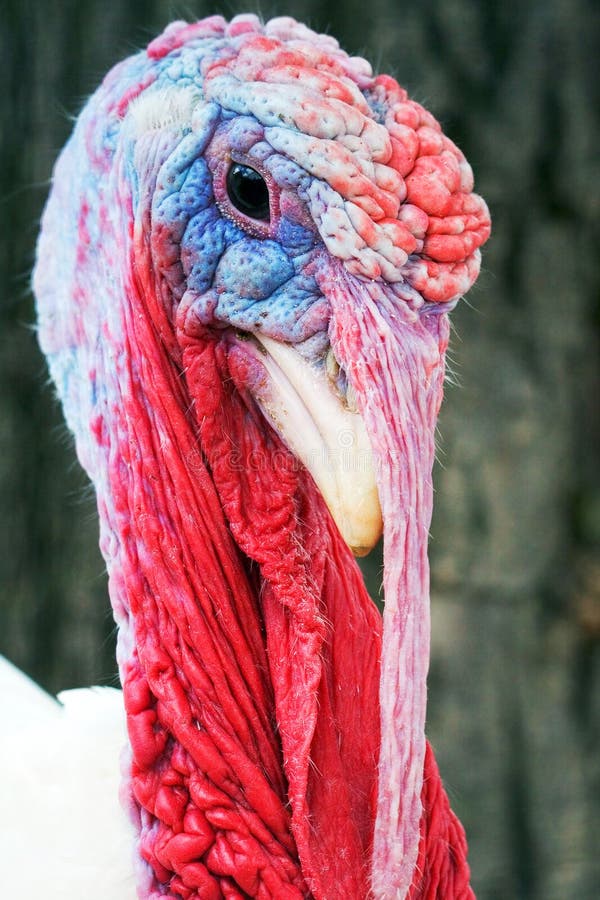 Gobbler head close-up stock image. Image of gobbler, bird - 52997981