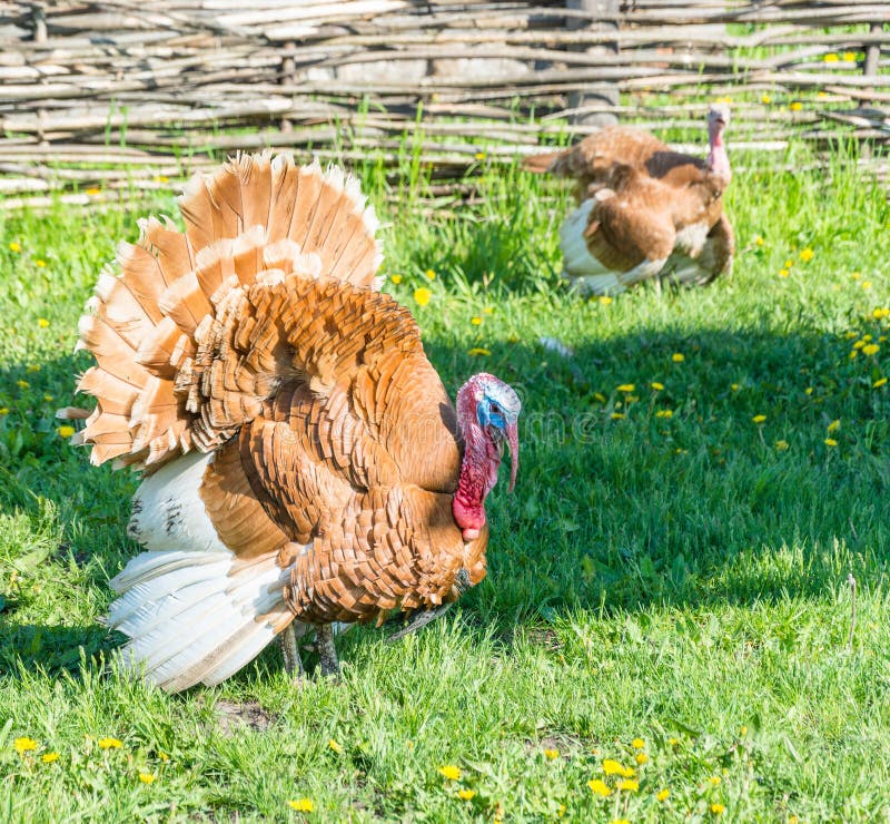 The gobbler. stock photo. Image of home, comb, animal - 56407060