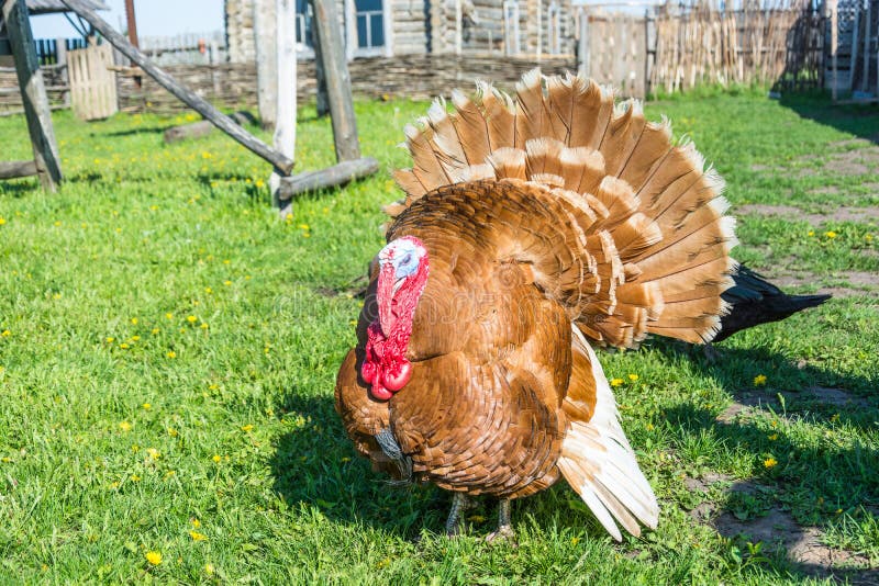 The gobbler. stock photo. Image of nature, birds, farm - 56407914
