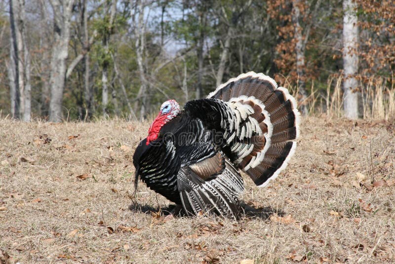 Gobbler Strutting His Stuff Stock Image - Image of strutting, turkey ...