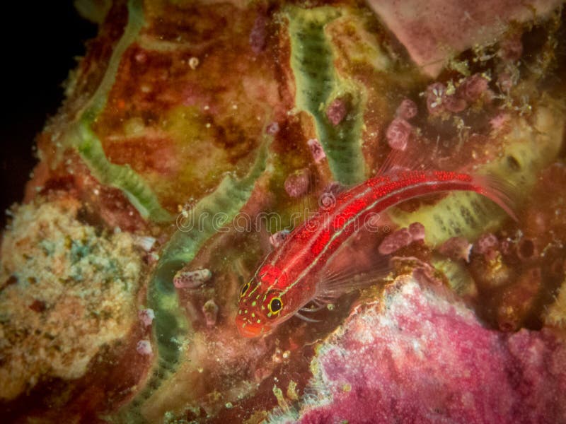 Poissons De Gobi Se Cachant Dans Le Tuyau, Baie De Sogod, Aumônier ...
