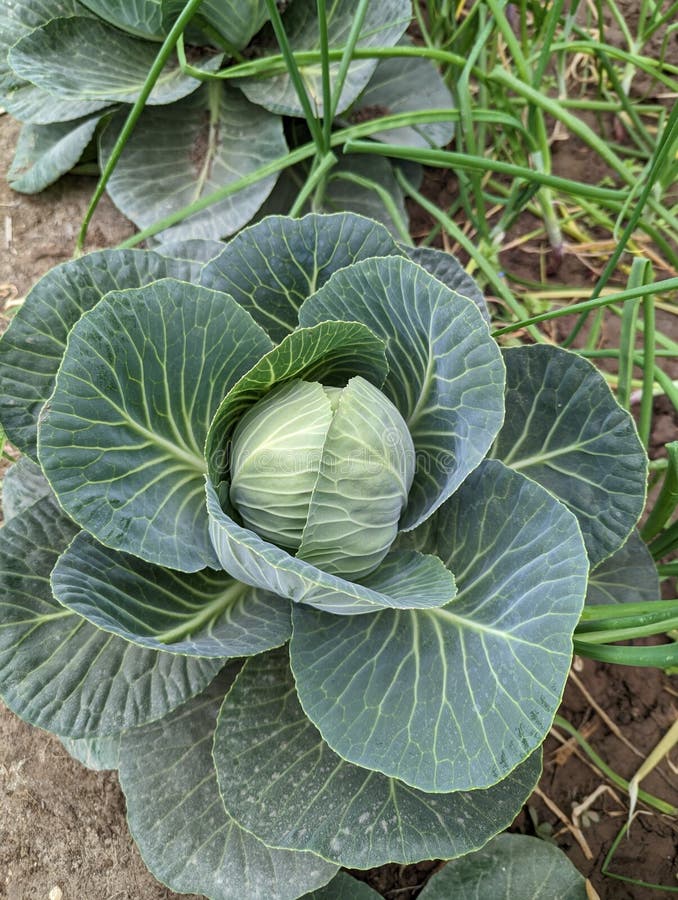 Gobi stock photo. Image of flower, grass, gobi, vegetable - 268420744