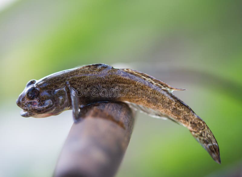 Gobius fish stock photo. Image of fishing, lungfish, mesogobius - 33158468