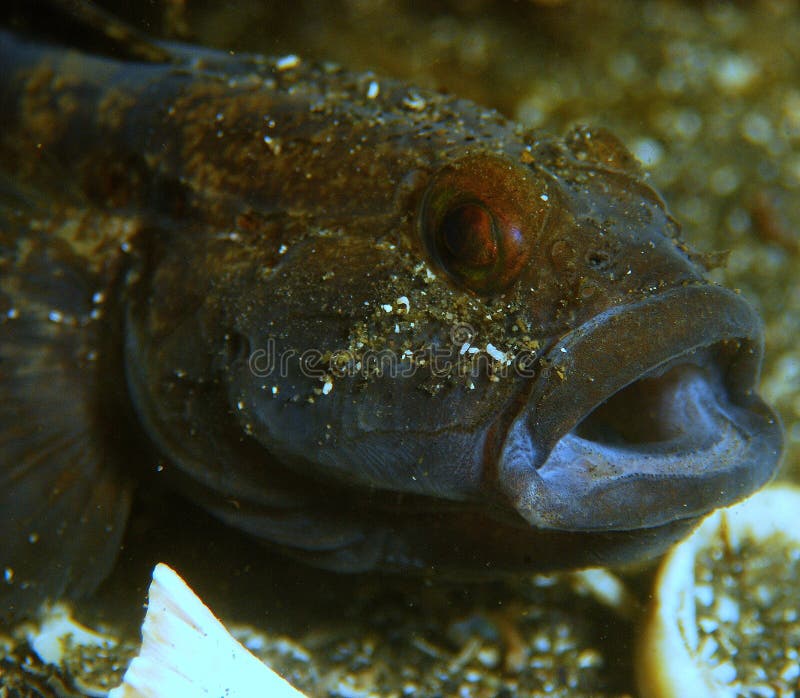 Gobius niger stock photo. Image of crab, animal, incognitus - 69653936