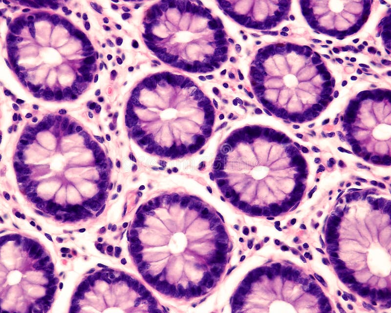 Goblet Cells Histology