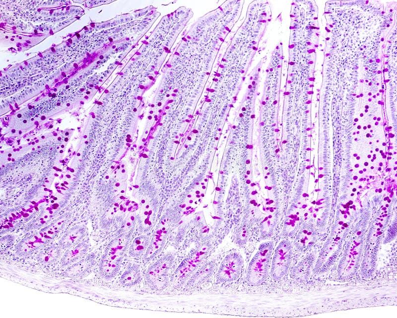 Goblet Small Intestine Histology