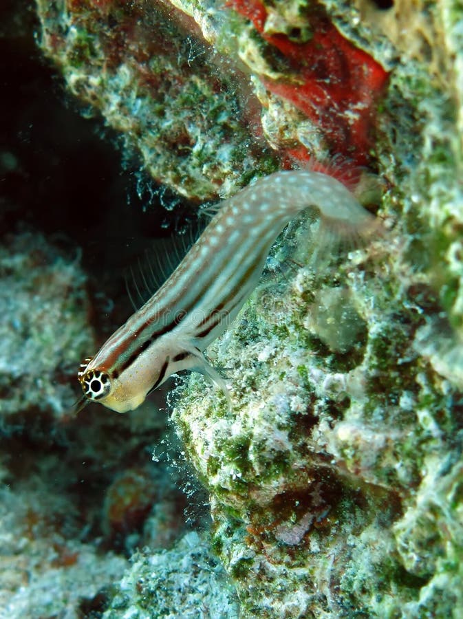Goby stock photo. Image of nature, combtooth, dive, hardcoral - 10410518