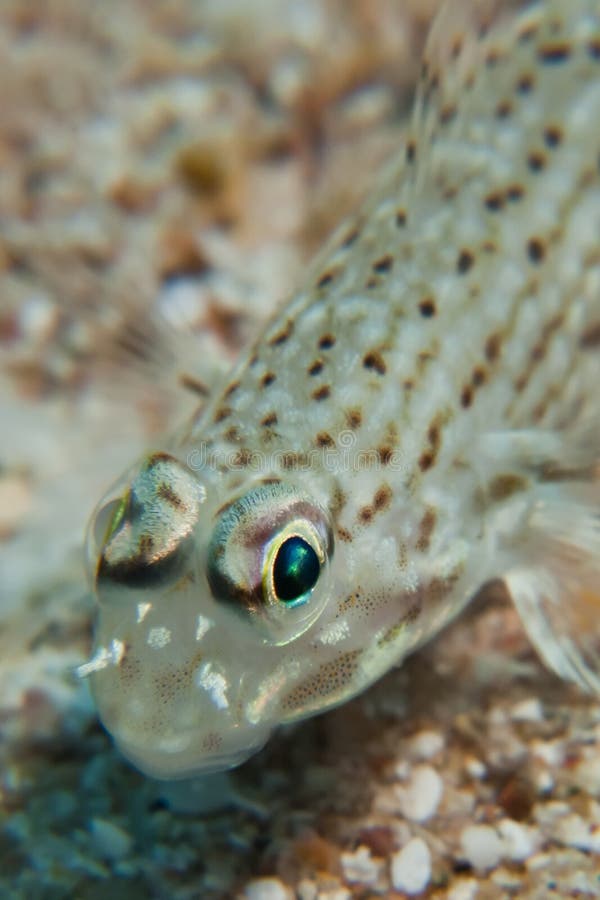 Coral Goby stock image. Image of sunderwater, aquatic - 11747793
