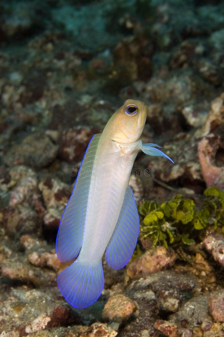 Blue Spotted Goby Stock Photos - Free & Royalty-Free Stock Photos from ...