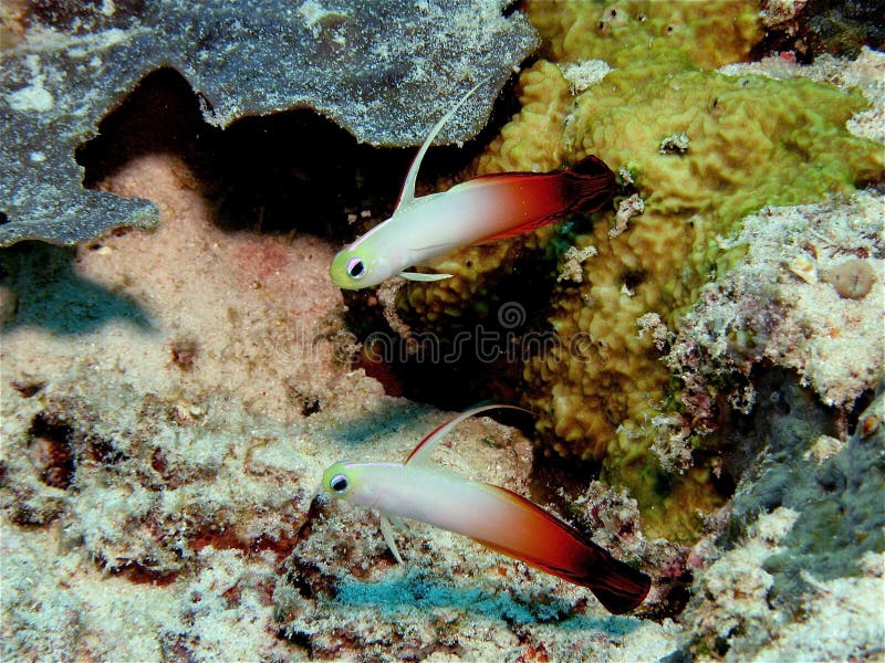 Goby fish stock photo. Image of gulosus, fish, gobies - 16760652